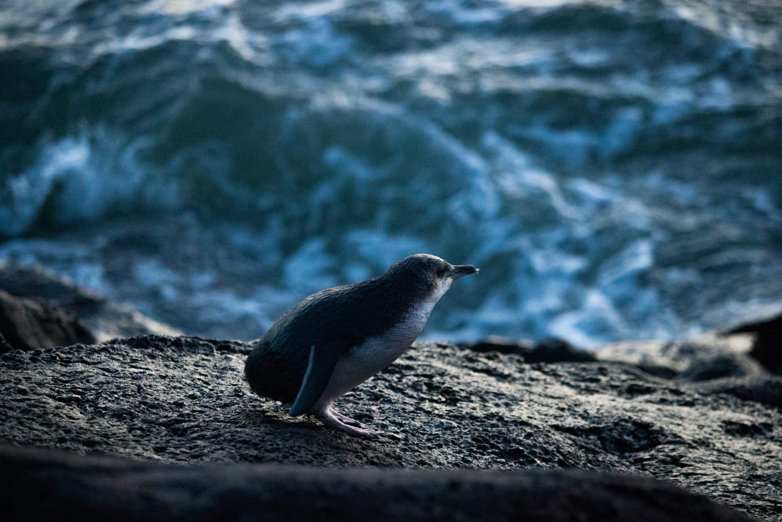 Penguin Guides - Earthcare St Kilda